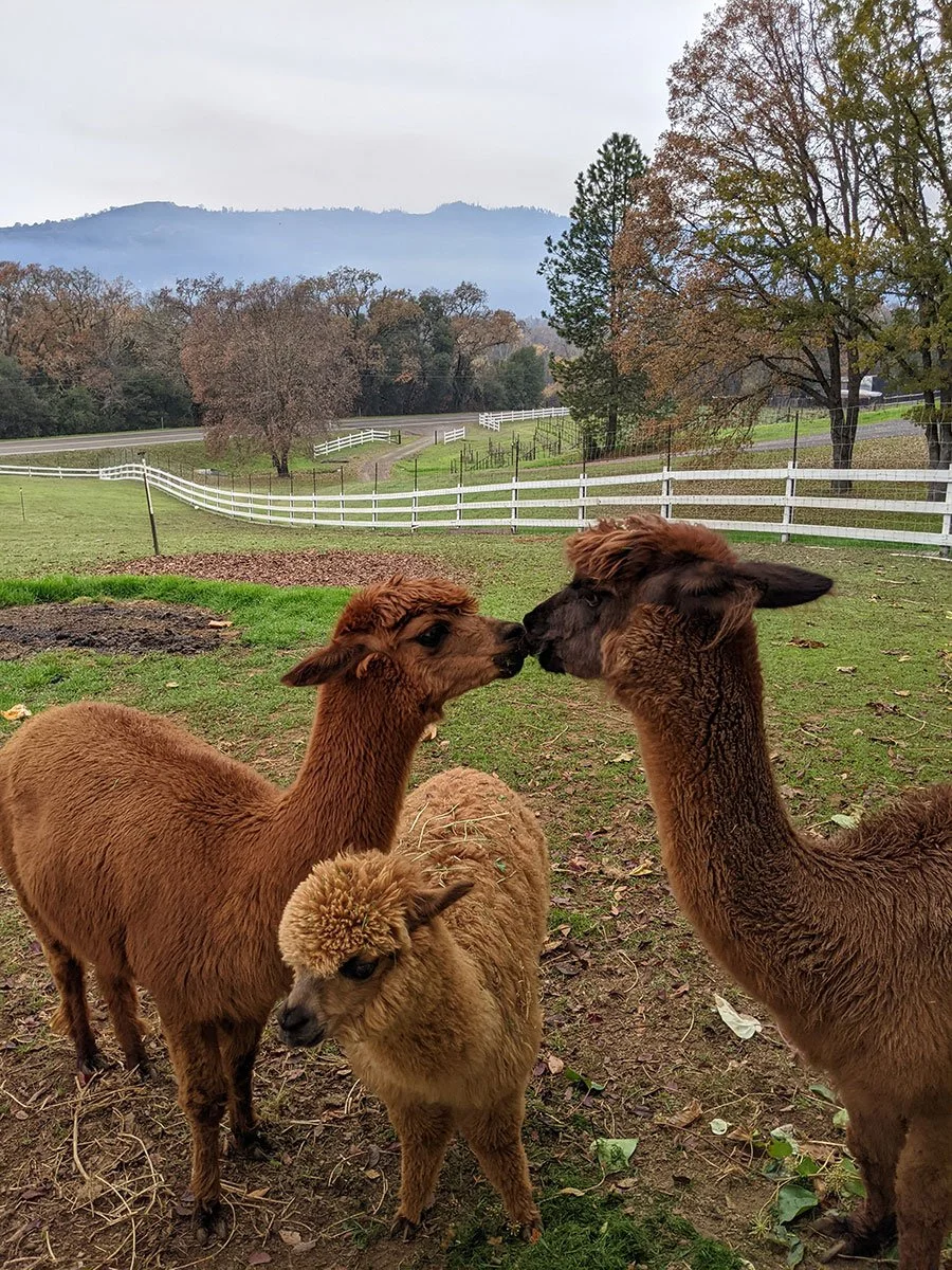 Alpaca Brown
