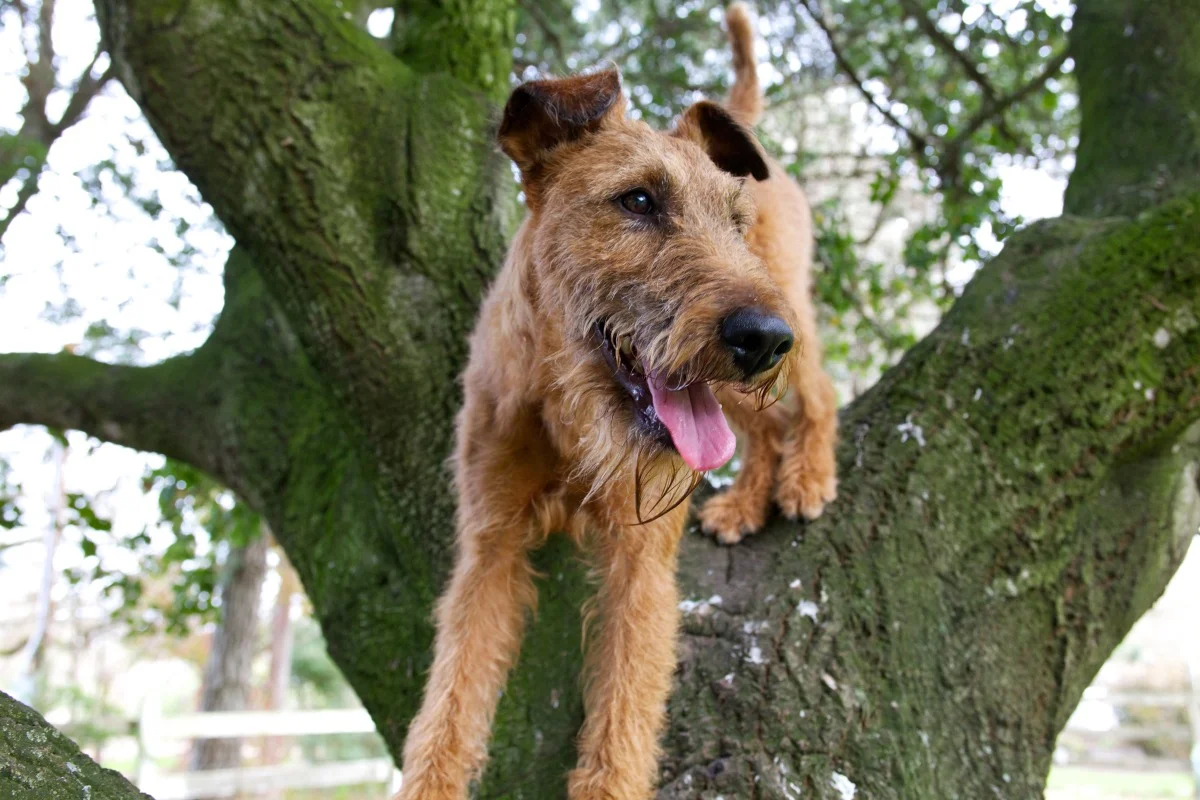 Irish Terrier Club of Northern California