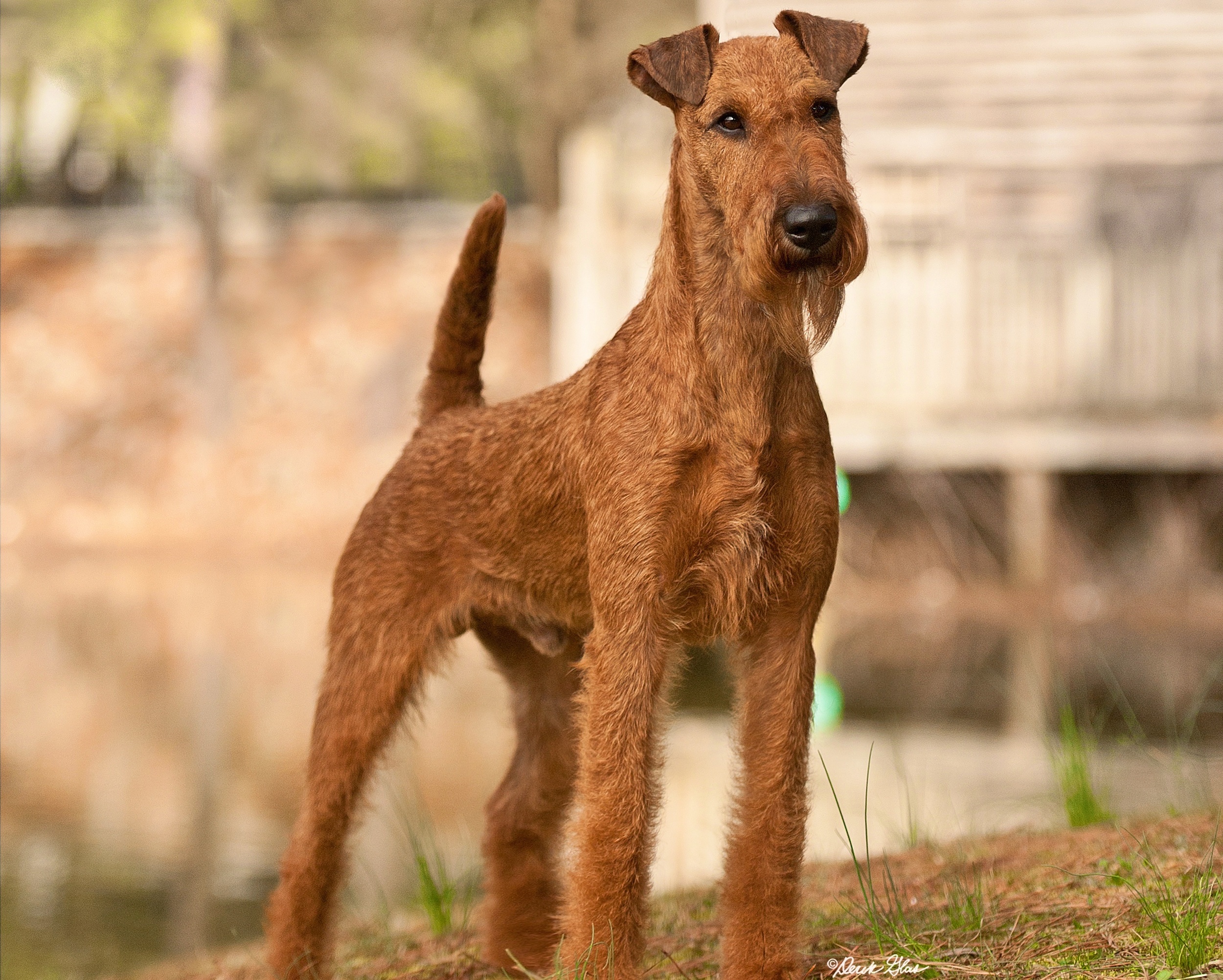 Irish Terrier Club of Northern California