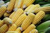 Who Stold the Corn? — Beth Durham