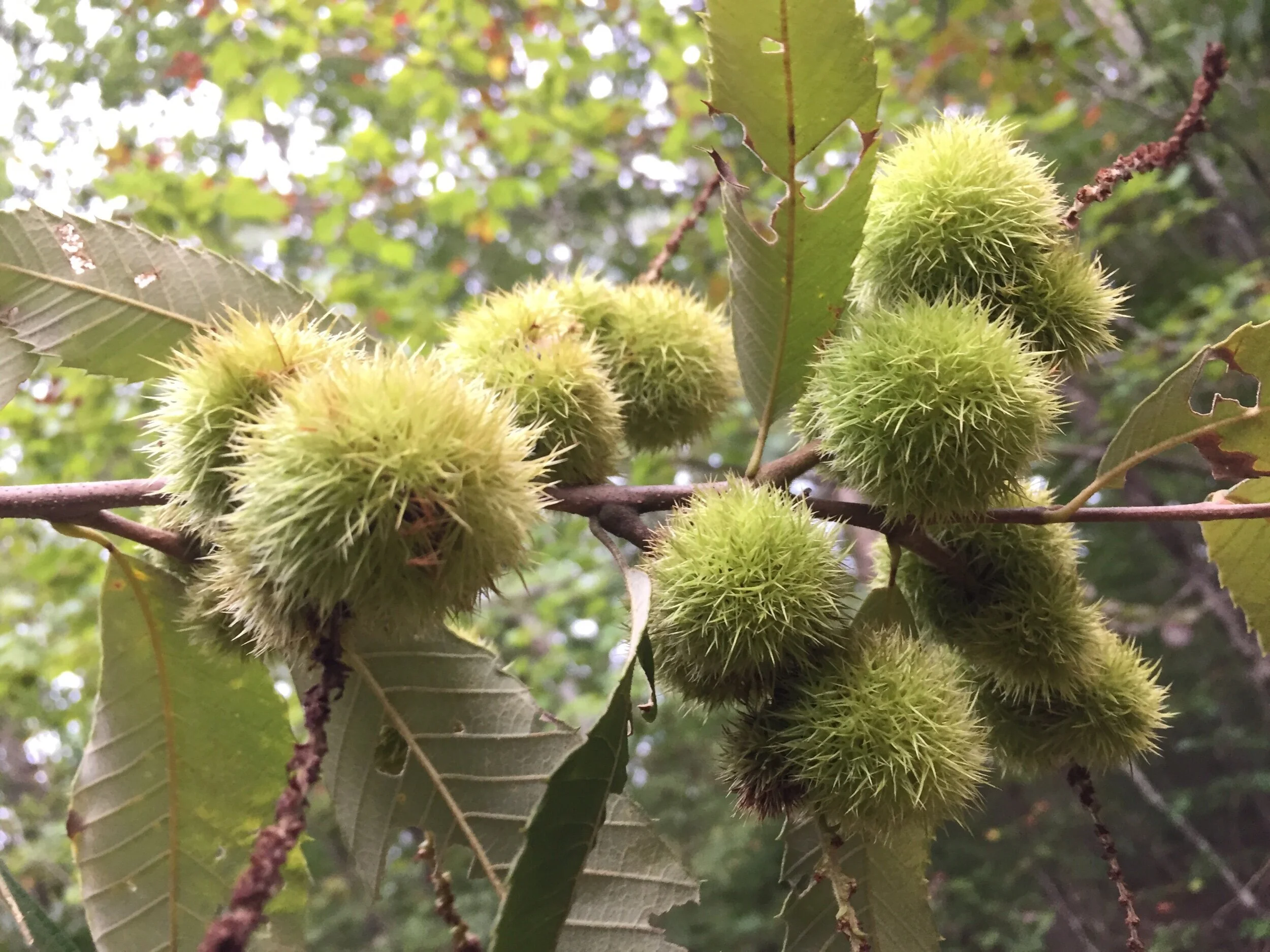 Chincapin Nuts — Beth Durham