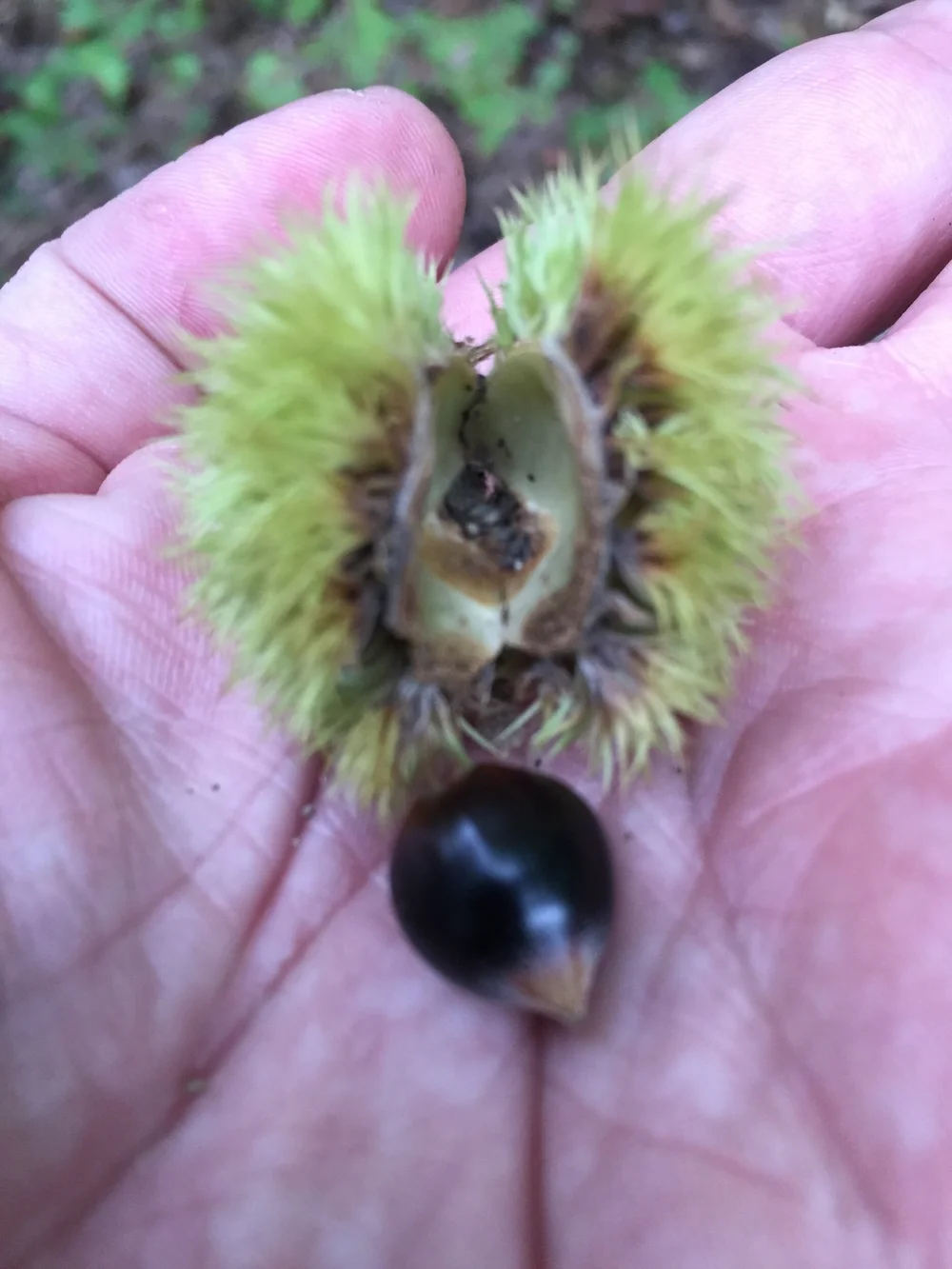 Chincapin Nuts — Beth Durham