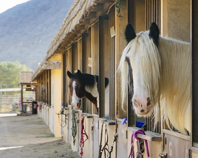 SMOKE TREE STABLES — Boarding