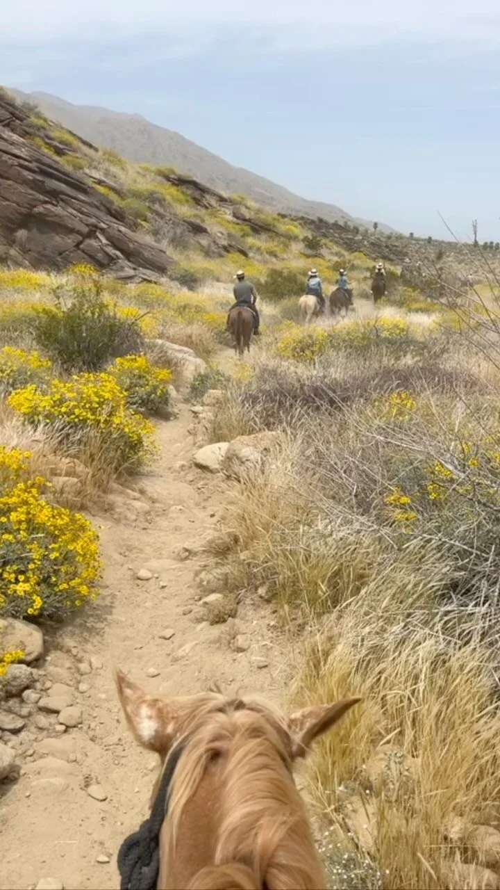 SMOKE TREE STABLES — About Us