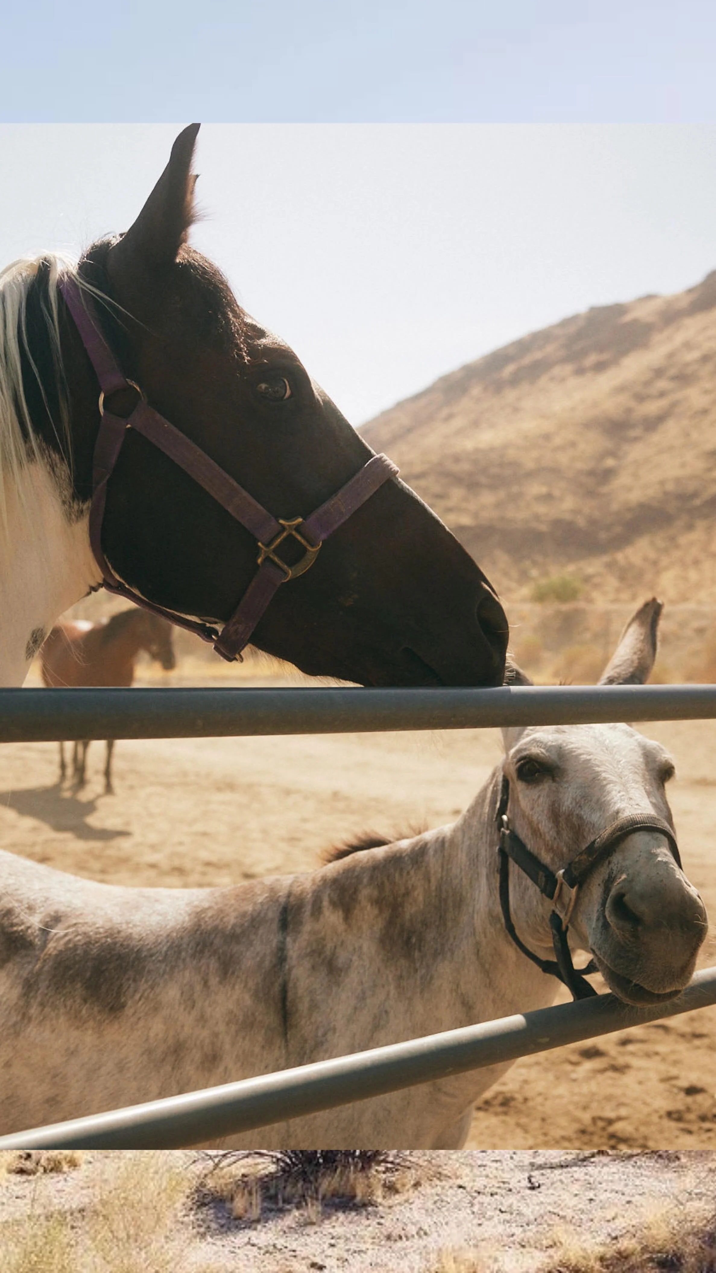 SMOKE TREE STABLES — About Us