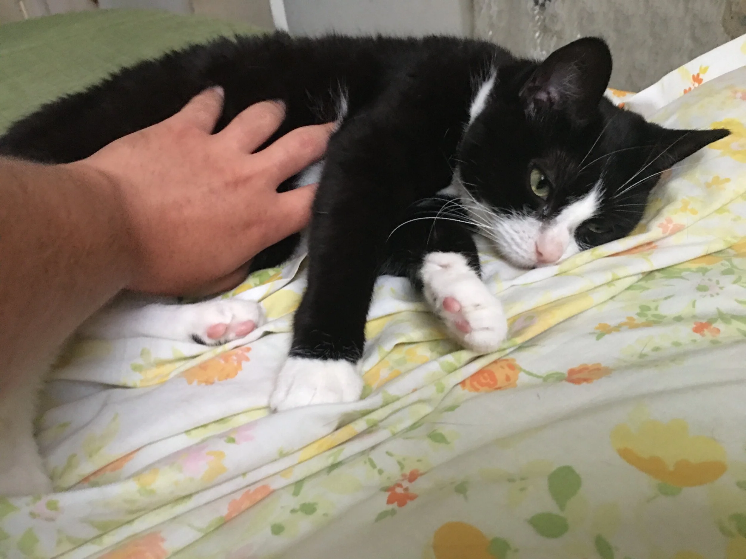 Meet our crew: Alex Doane — Cardinal Spirits