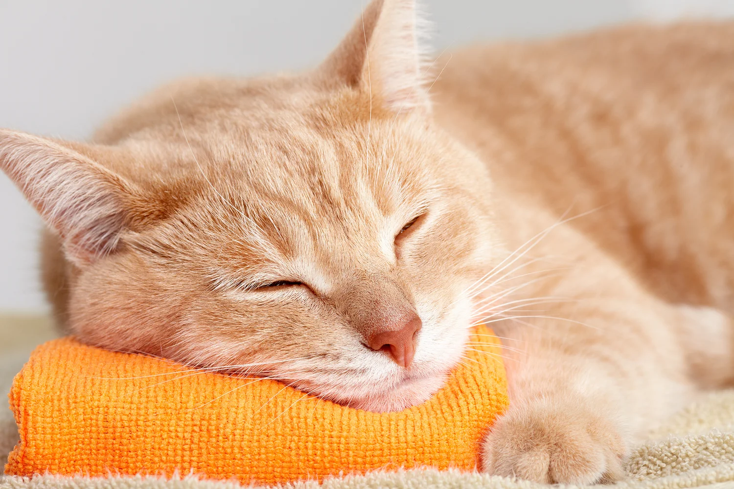 Red Tabby Cat