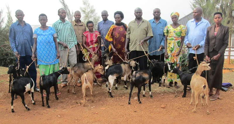 Goats for Rwanda — The Outreach Foundation