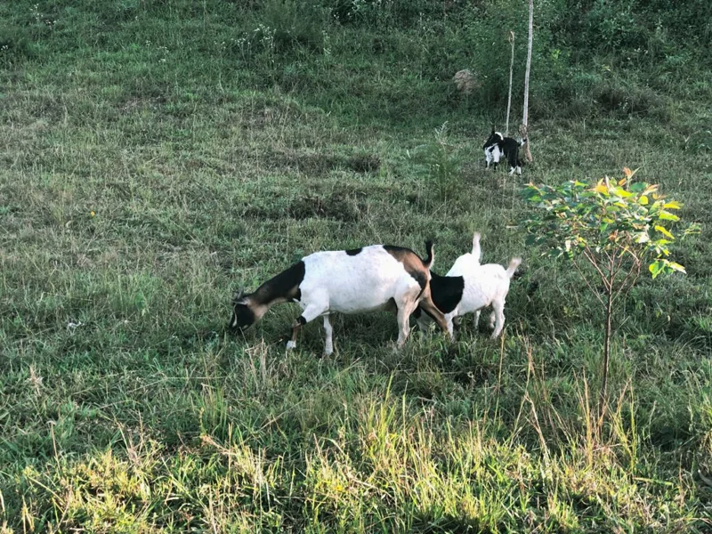 Goats for Rwanda — The Outreach Foundation