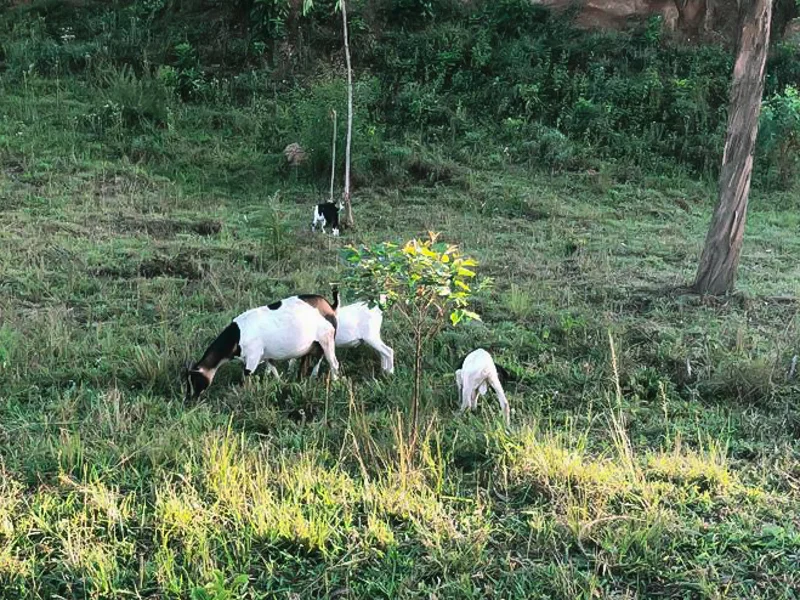 Goats for Rwanda — The Outreach Foundation