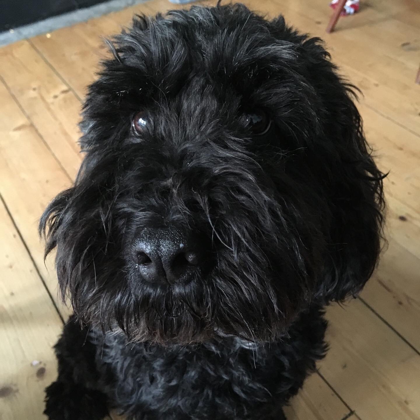 A guide to choosing photos for a Pet Portrait — Fiona Purves