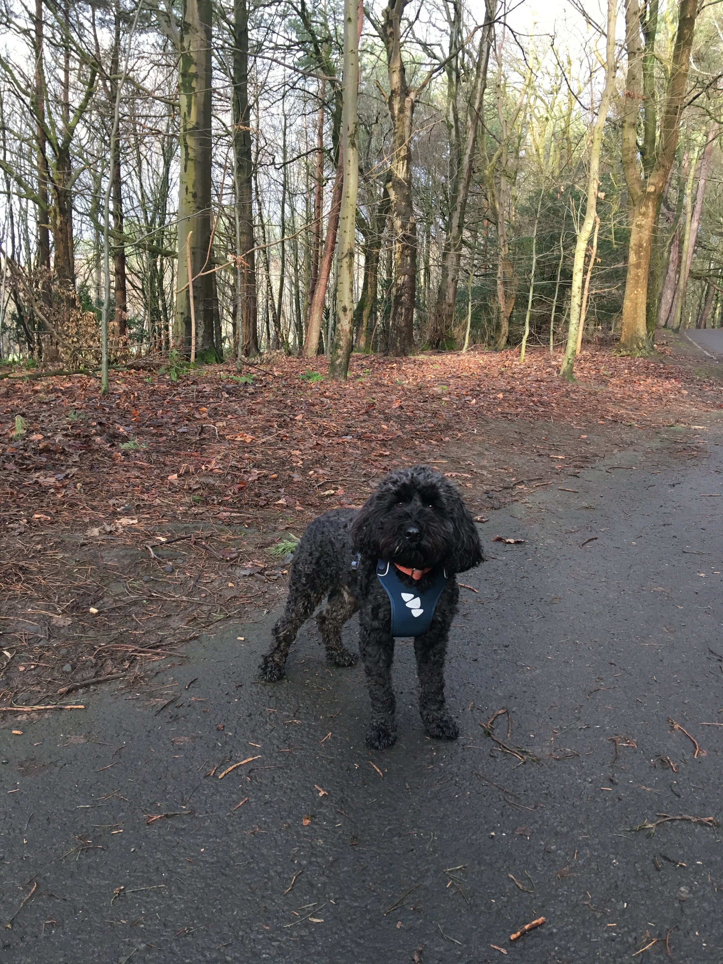 A guide to choosing photos for a Pet Portrait — Fiona Purves