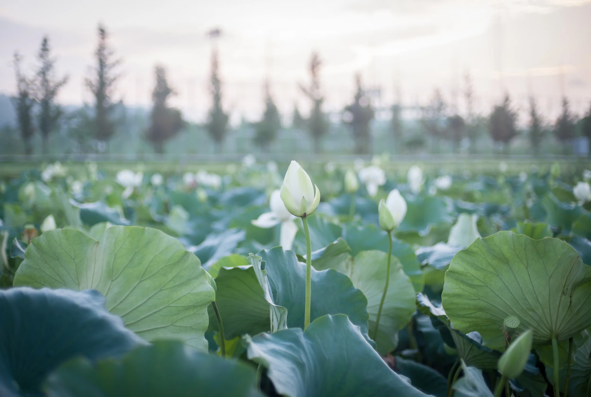Water Lilies in Korea — CityGirlSearching