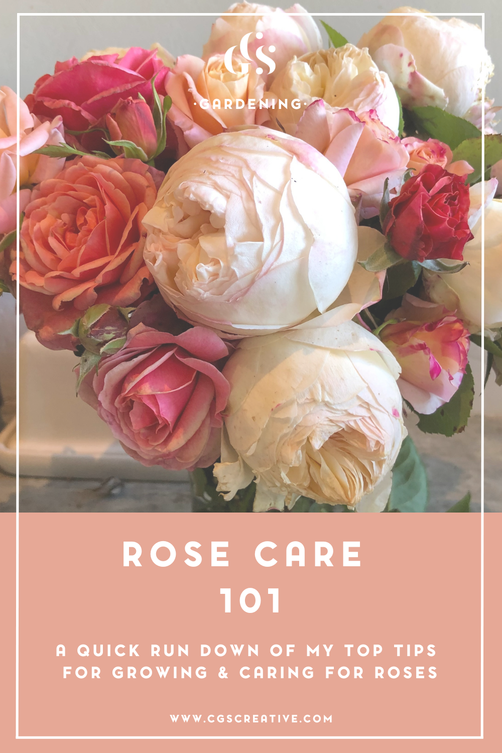 Rose care 101 - A quick run down of my top tips for growing & caring ...