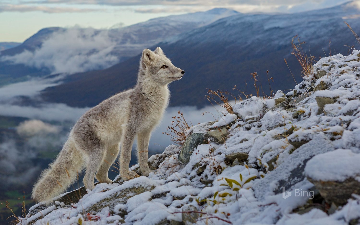 Love this Photo of An Arctic Fox — Jan Manon
