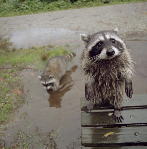 Writing — Jan Manon