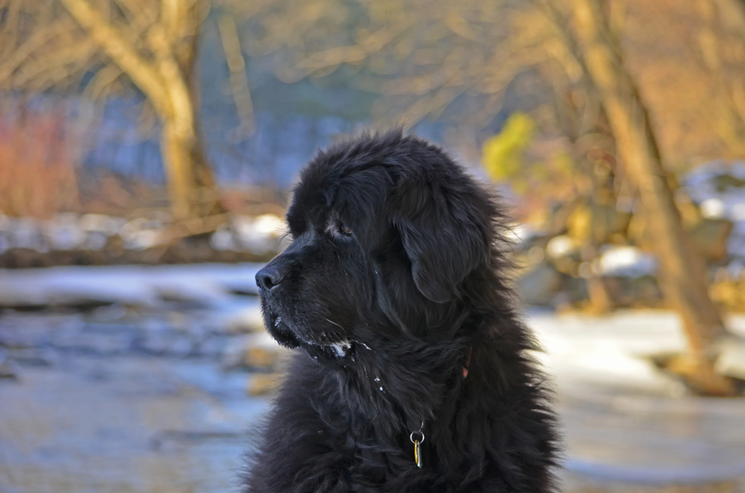 Pets and Creatures — BKB Photo & Video