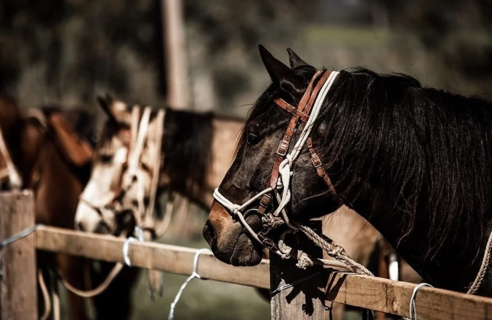 Schedule — Hidden Trails by Horseback
