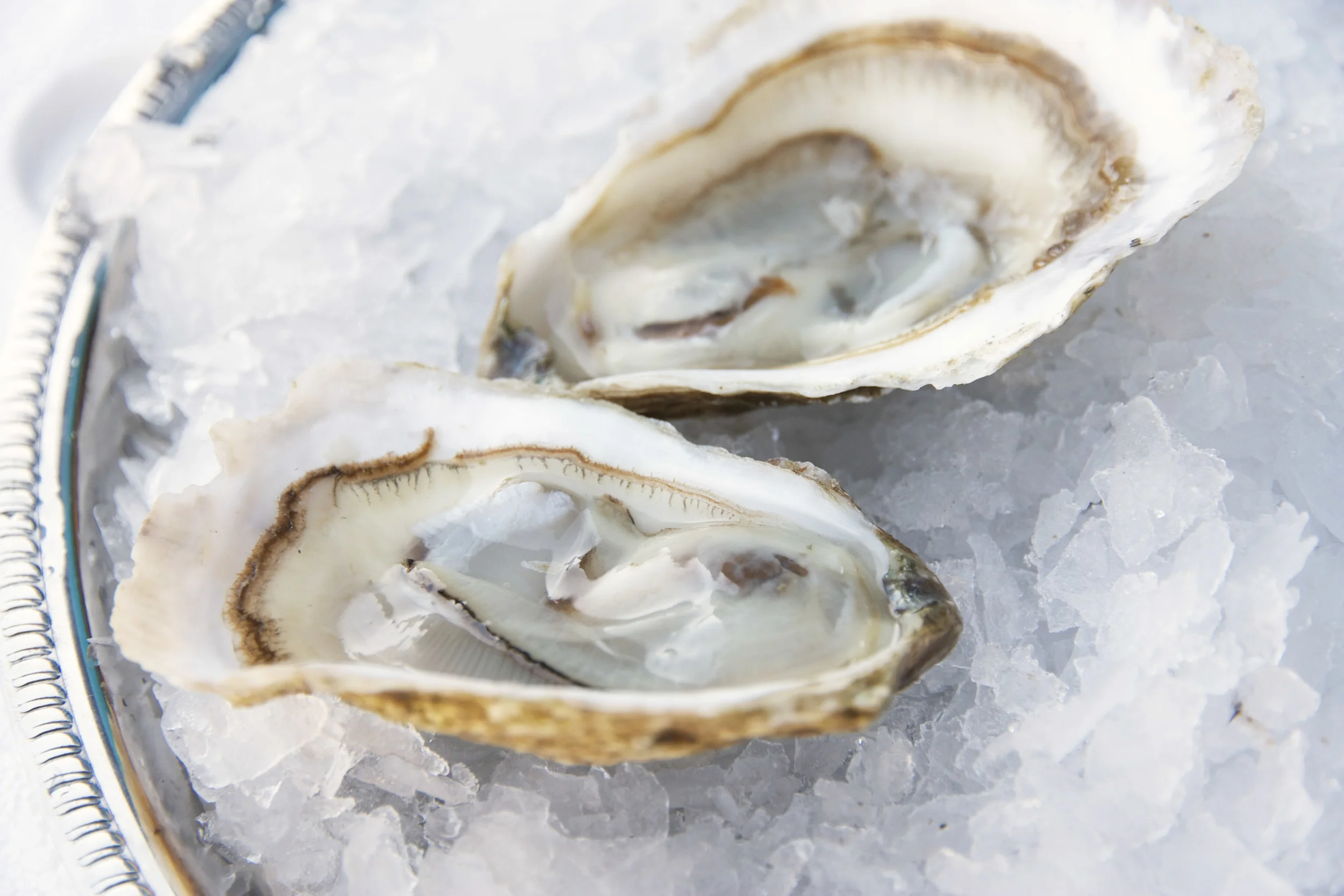Rock Harbor Oysters | Oysterology Online — Pangea Shellfish Company ...