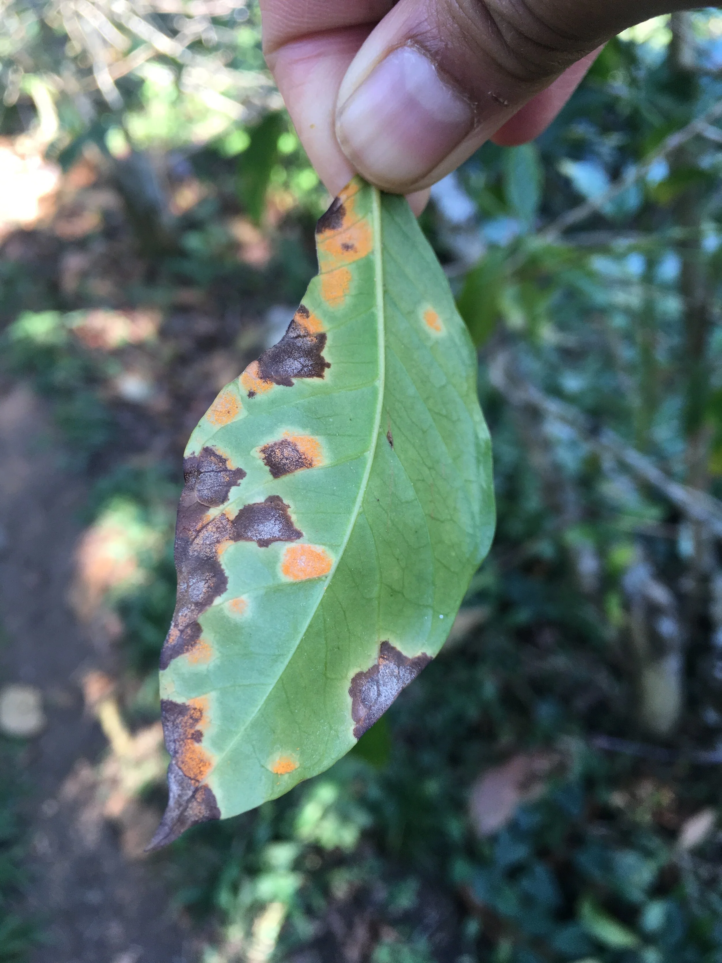 Maintaining Quality at the Farm Level with Catracha Coffee Company ...