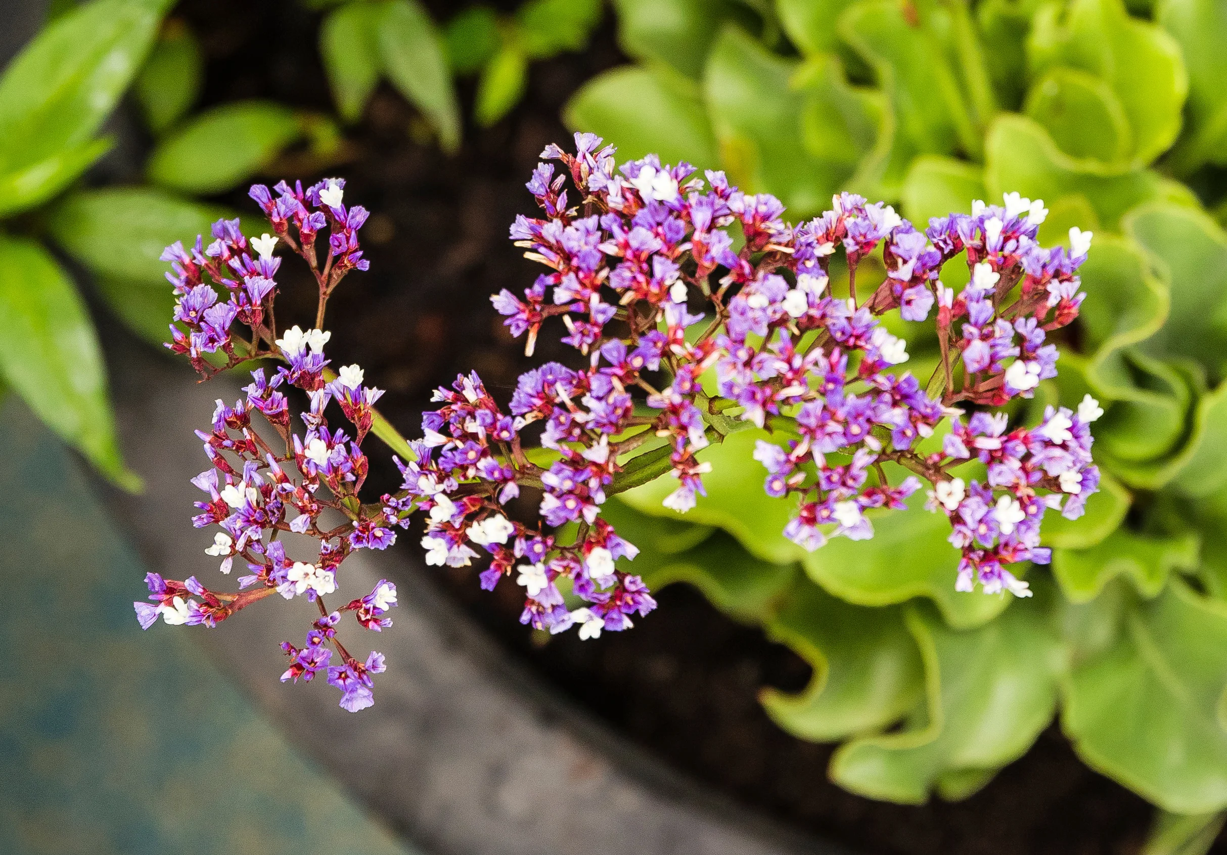 Delight — Landsberg Gardens