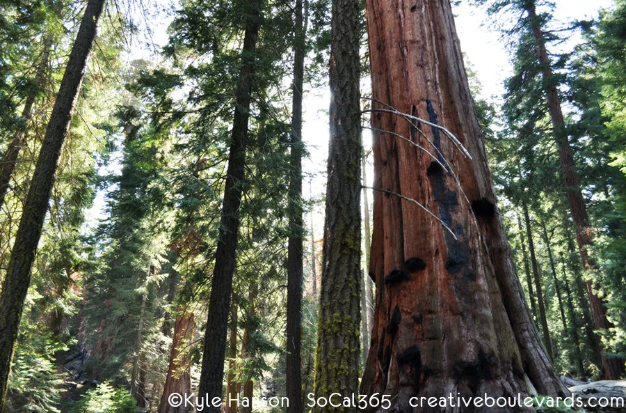 #109 Trail of 100 Giants — CREATIVE BOULEVARDS by Kyle Hanson