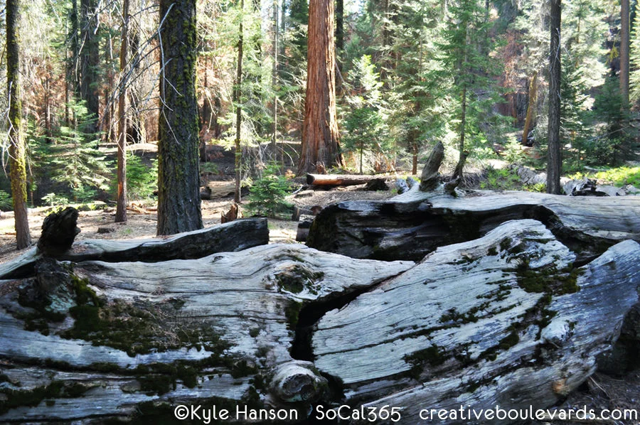 #109 Trail of 100 Giants — CREATIVE BOULEVARDS by Kyle Hanson