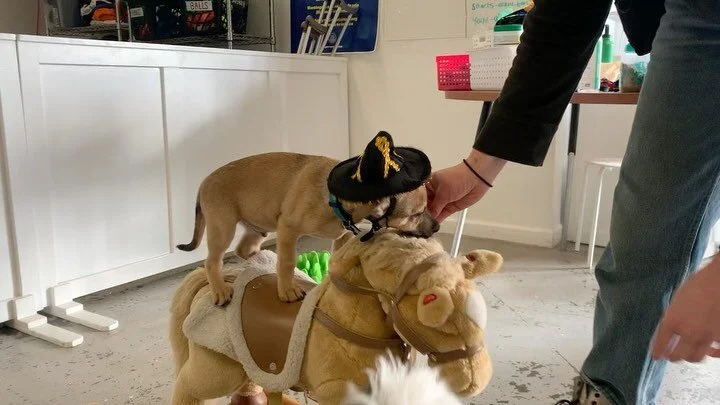 contact us - give us a howl — SmartyPup!