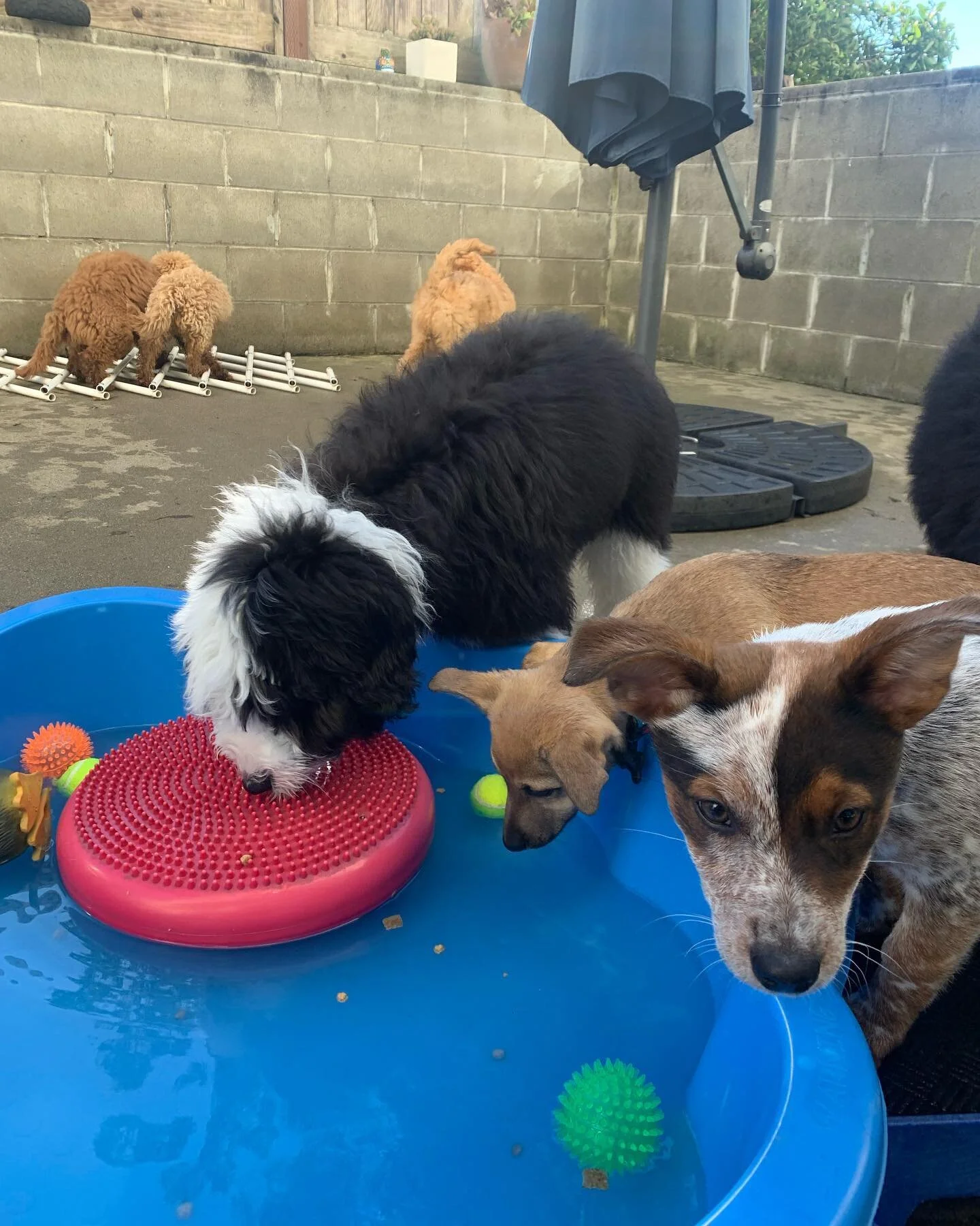 contact us - give us a howl — SmartyPup!