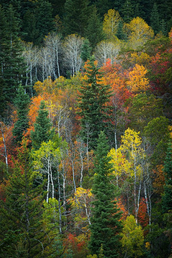 Scotty Perkins Photography