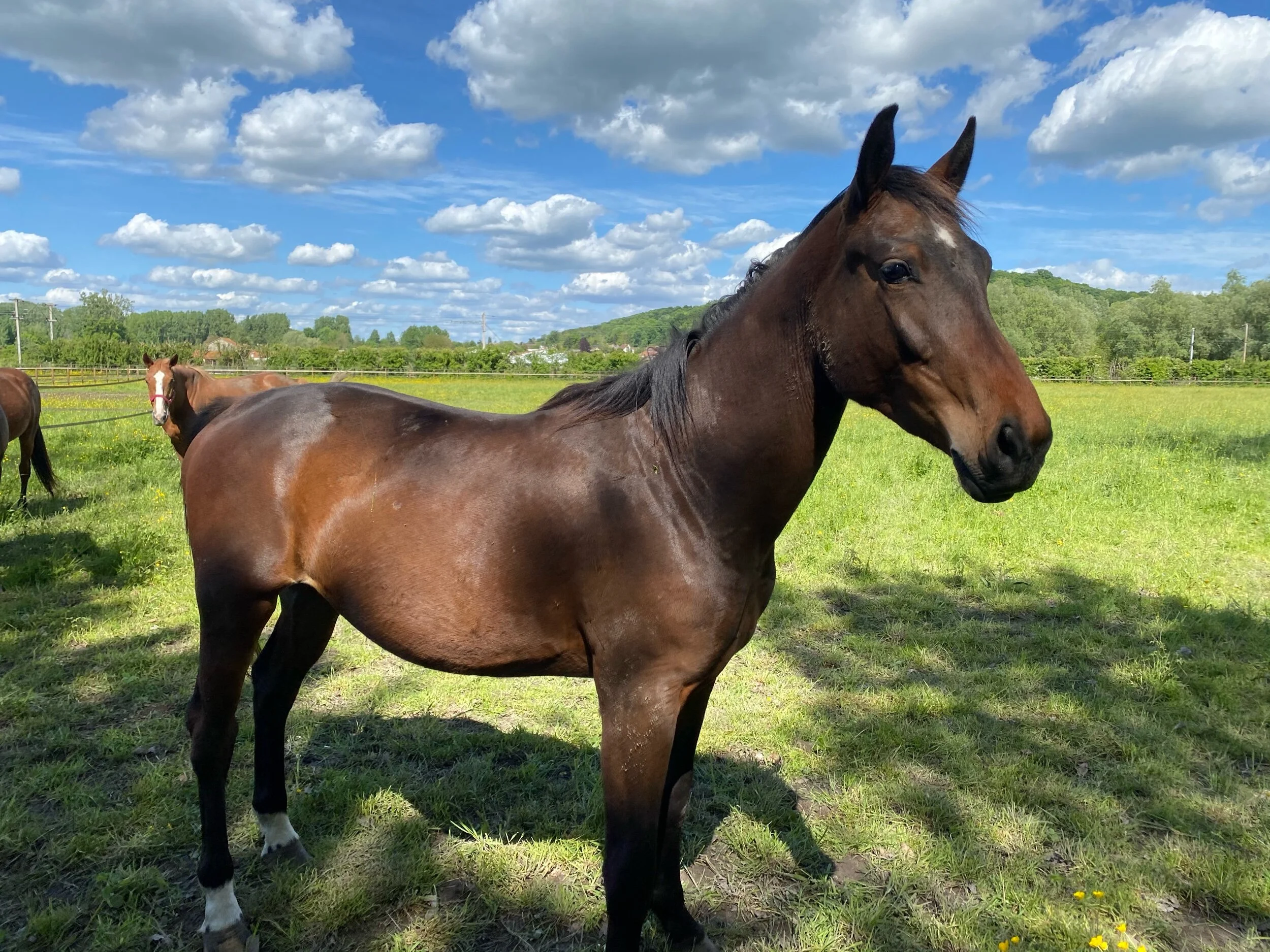 Élevage — Haras Treize