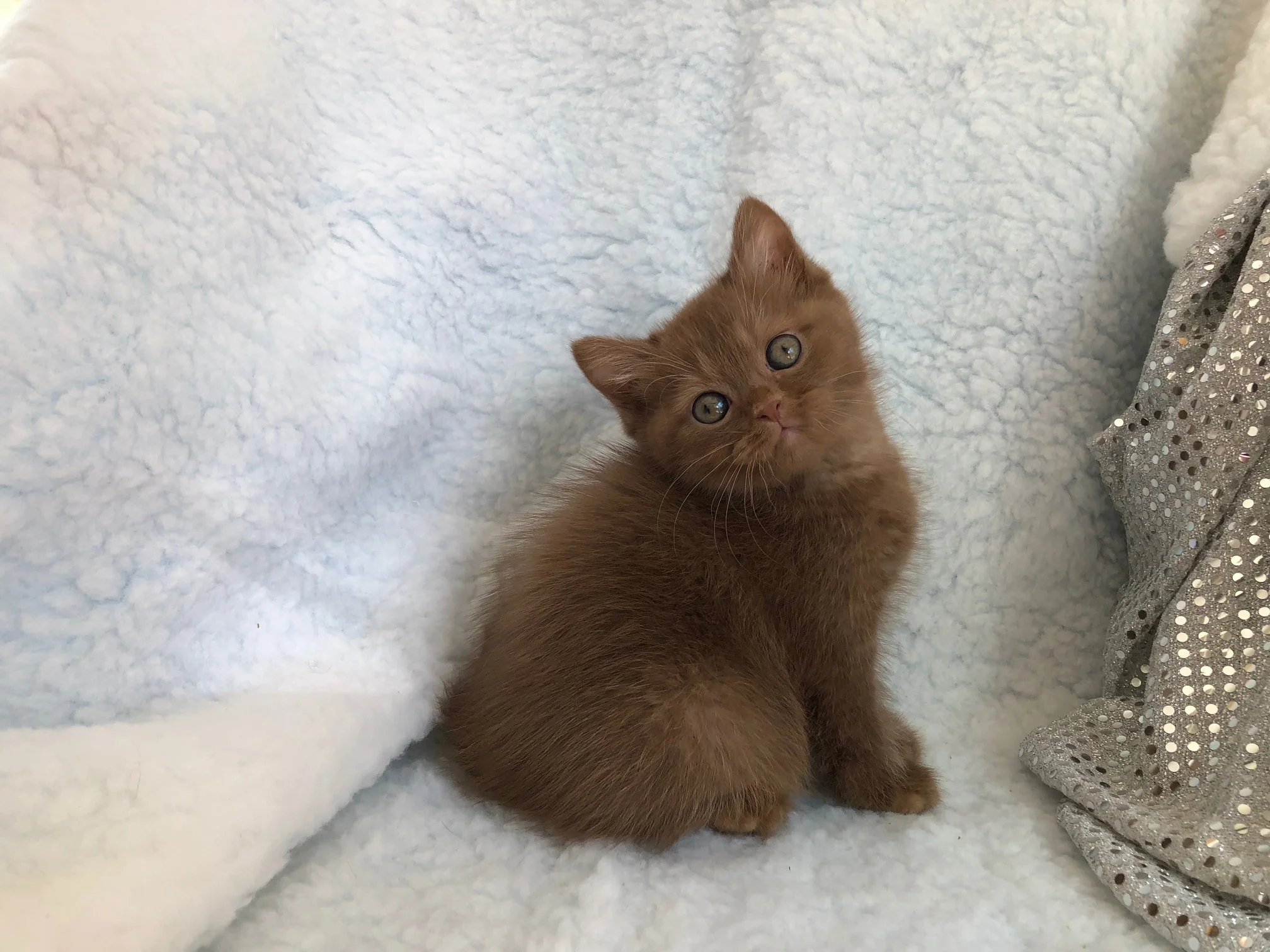 Chocolate British Shorthair