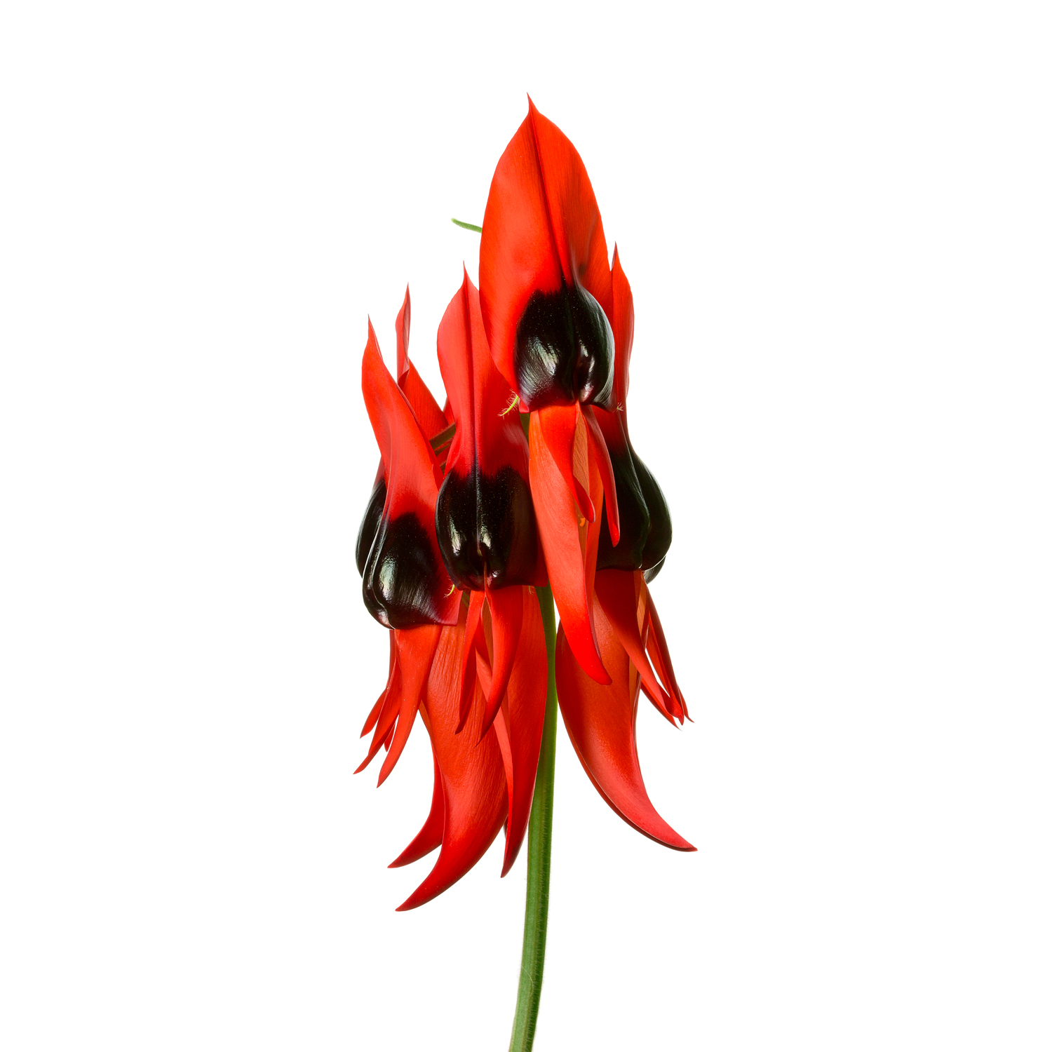 Flowers + Plants — Lily Kumpe