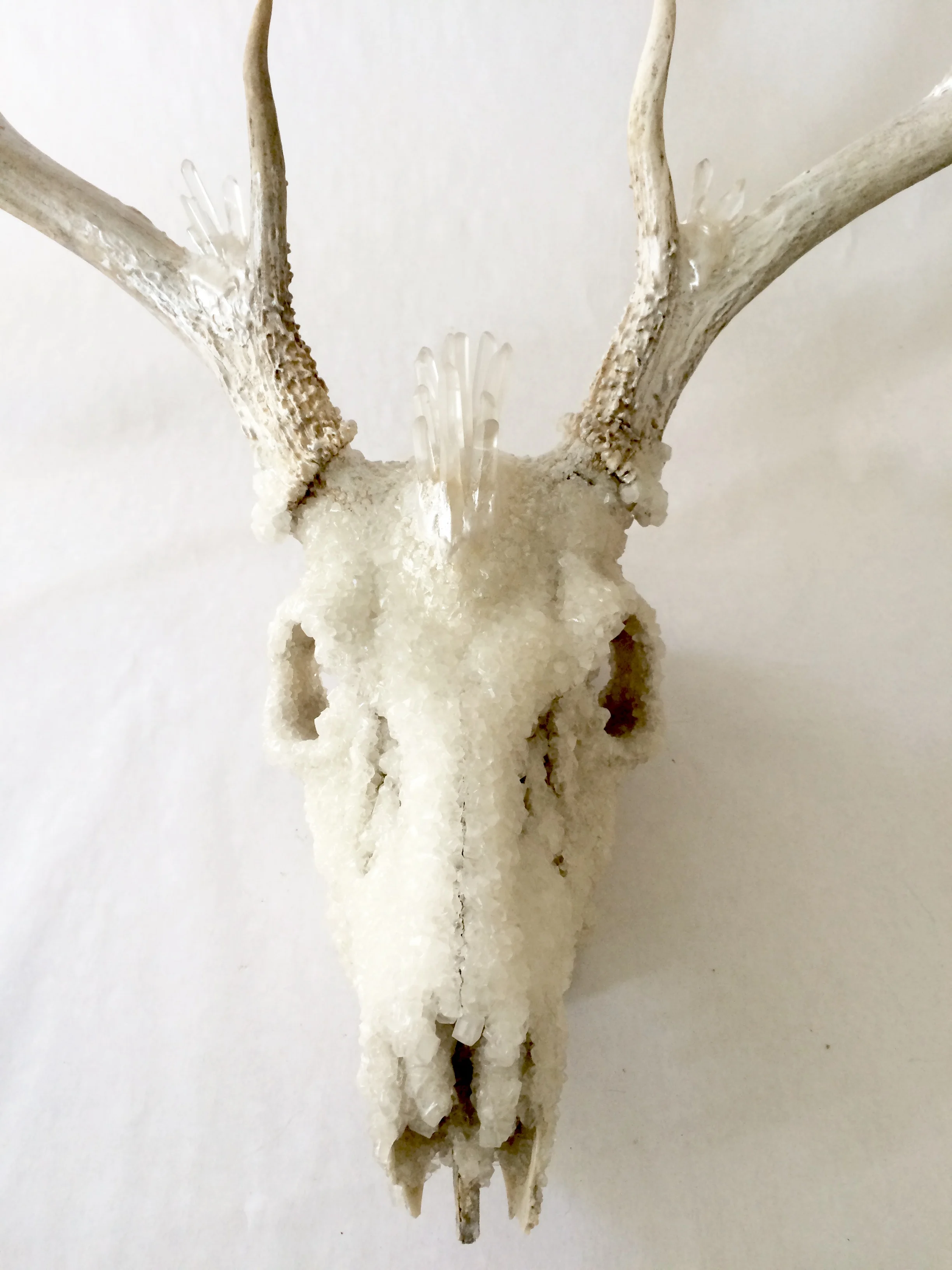 XL Crystalized Deer Skull — Flight of Fancy Designs