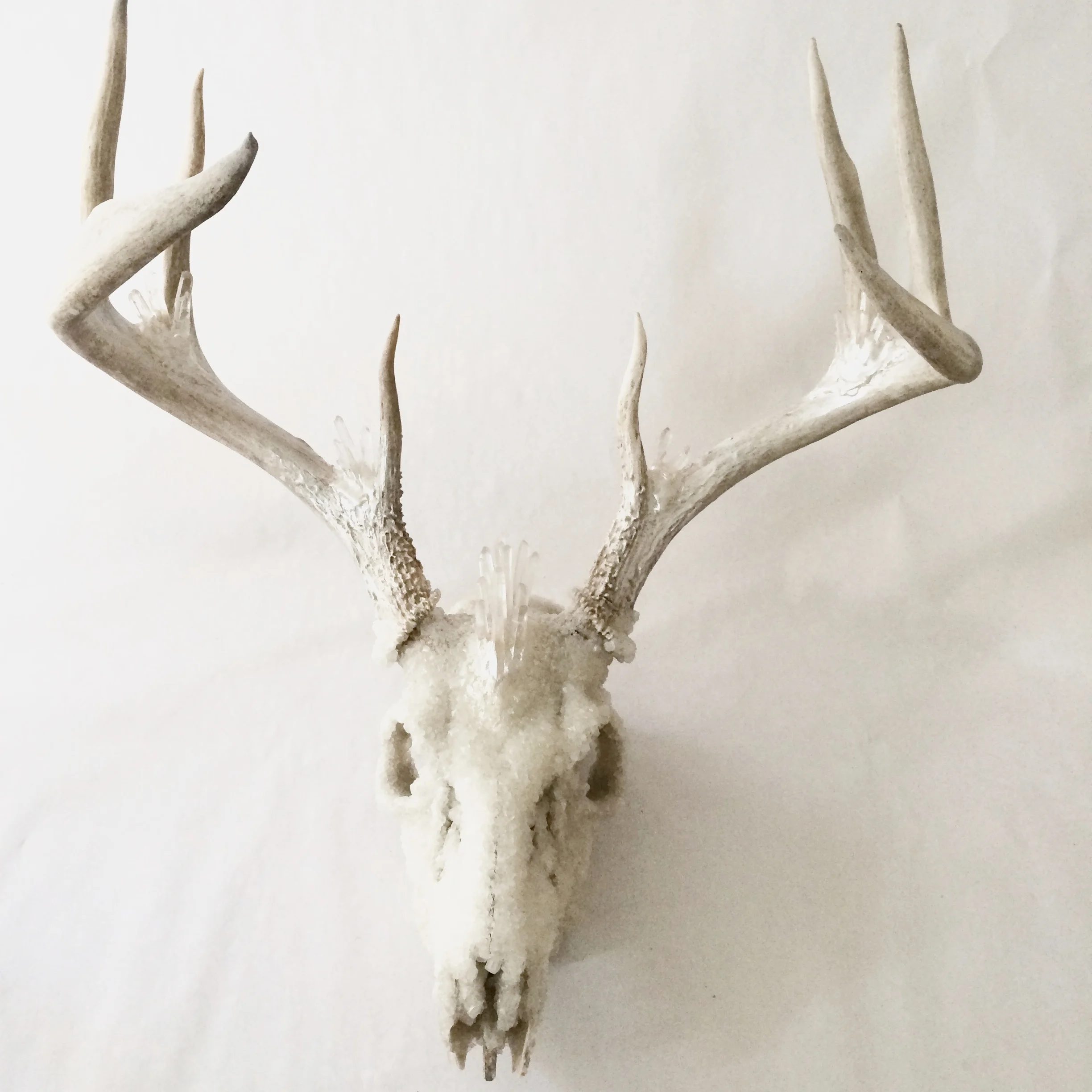 XL Crystalized Deer Skull — Flight of Fancy Designs