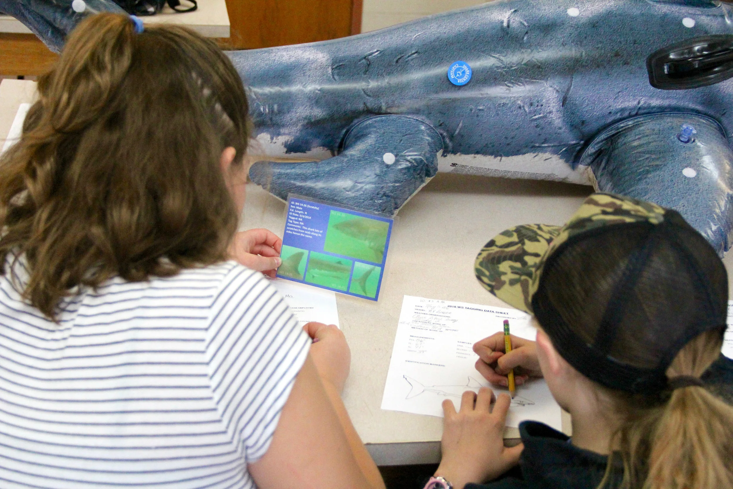 Internships at White Shark Conservancy — AWSC