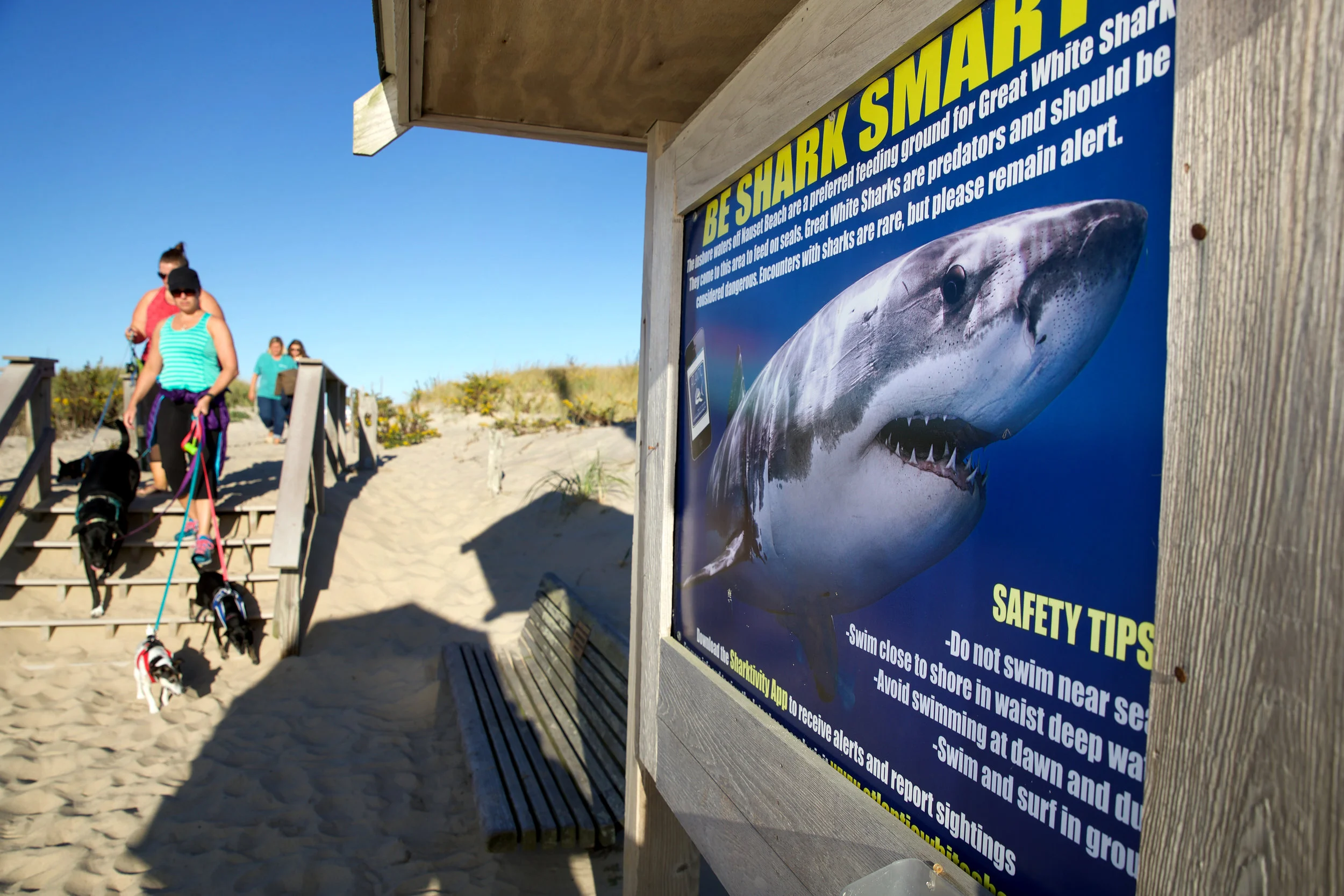 Internships at White Shark Conservancy — AWSC