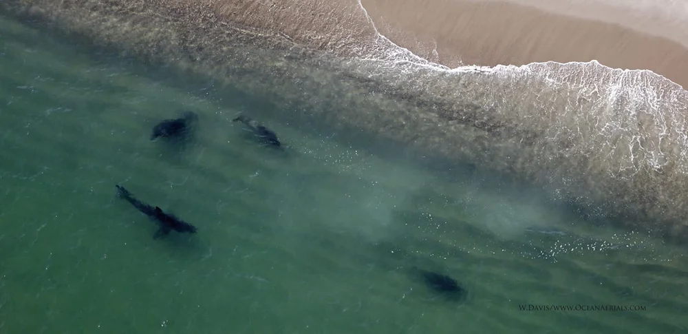 White Shark Public Safety — AWSC
