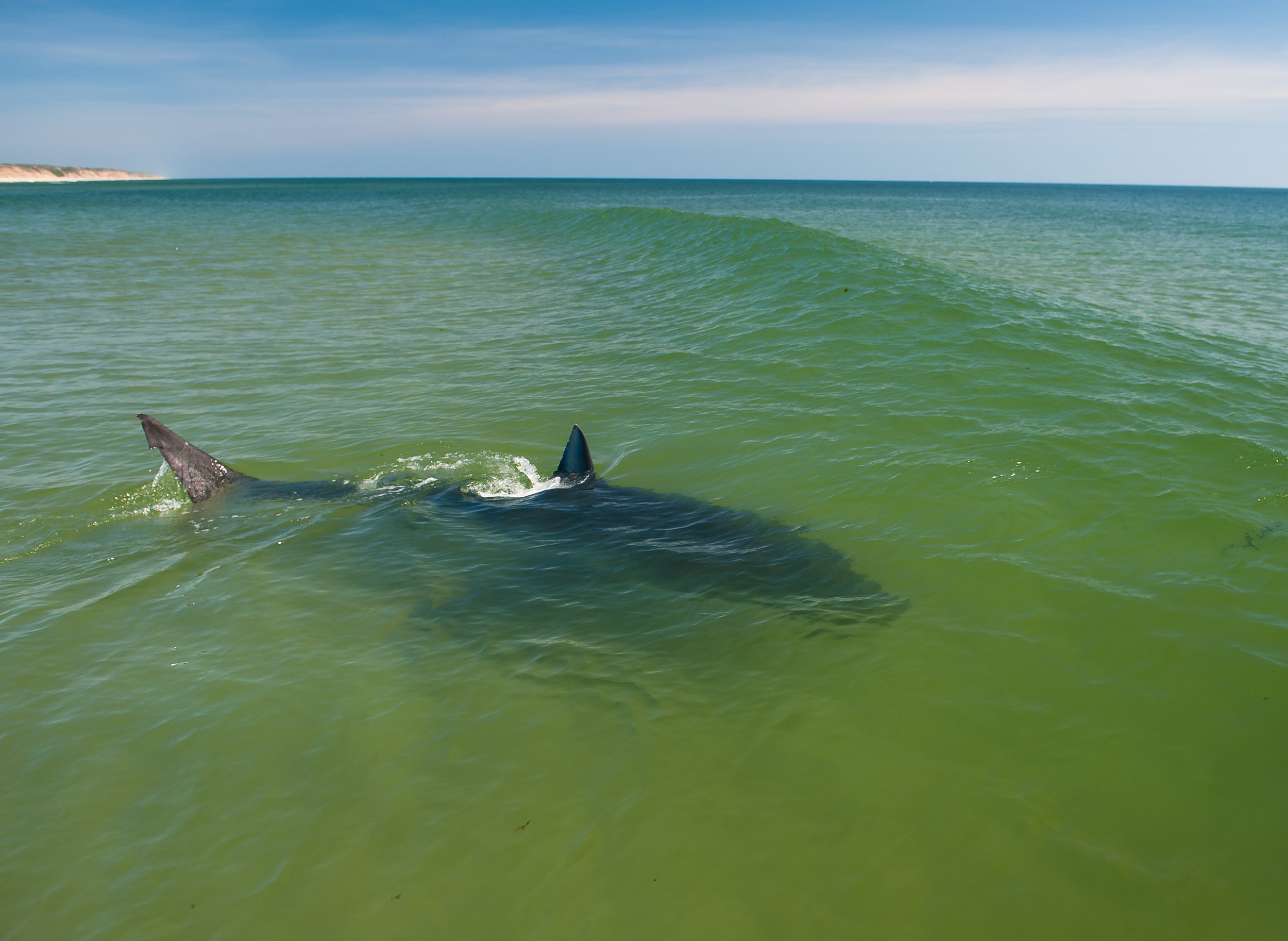Frequently Asked Questions about White Sharks — AWSC