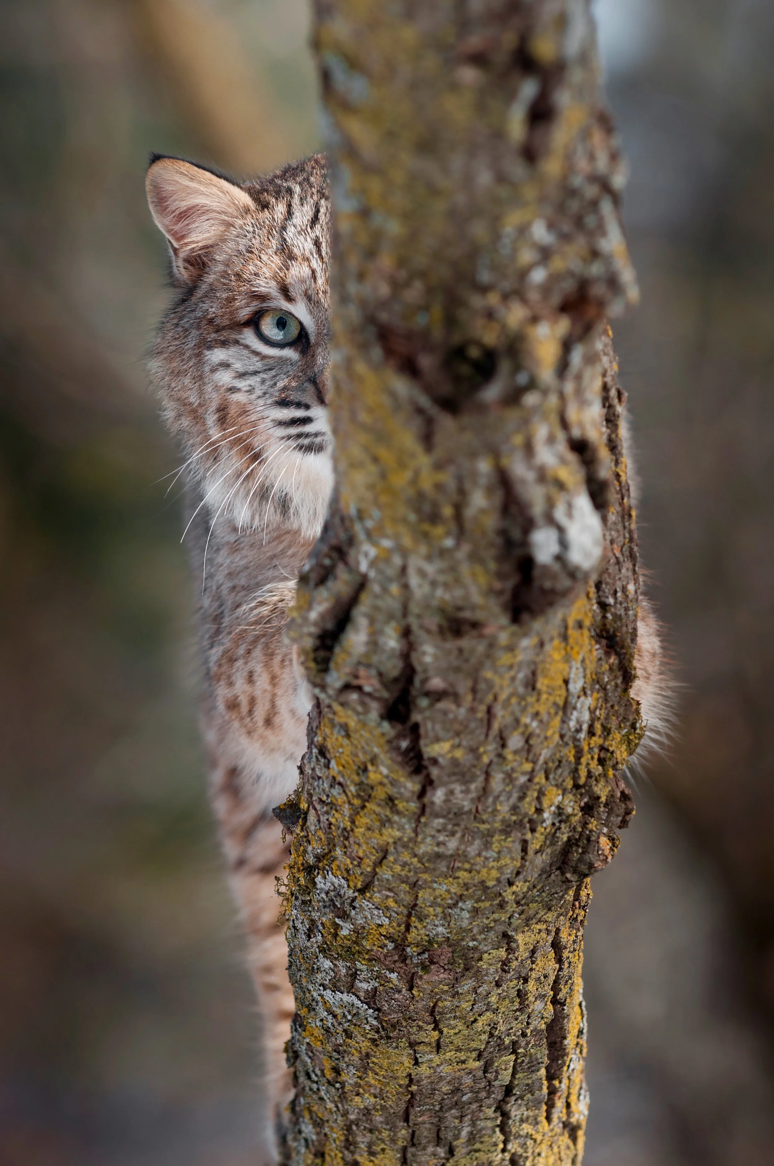 Tennessee Wildlife Resources Foundation