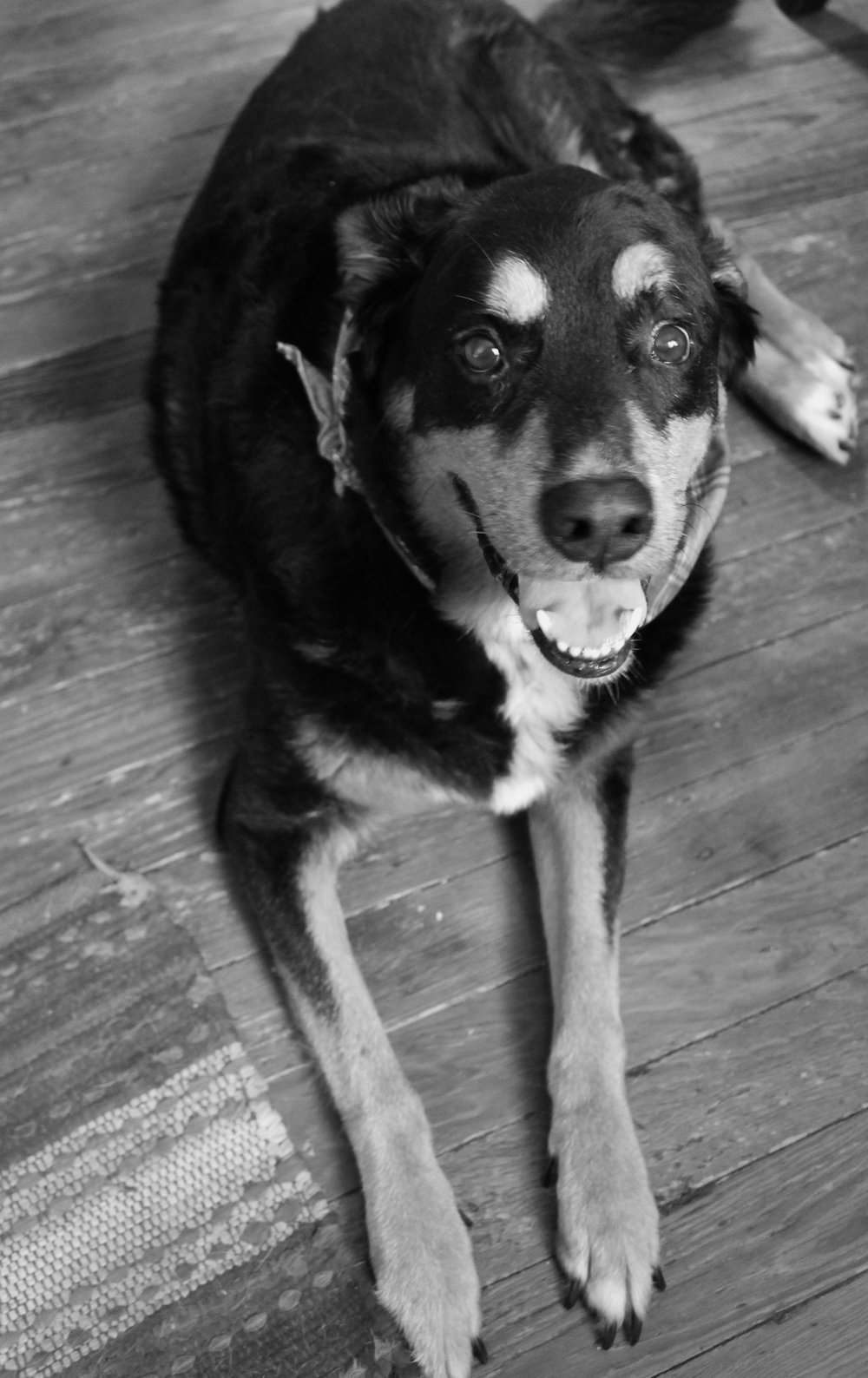 Peanut Butter, Honey, and Banana Dog Treats — My Diary of Us