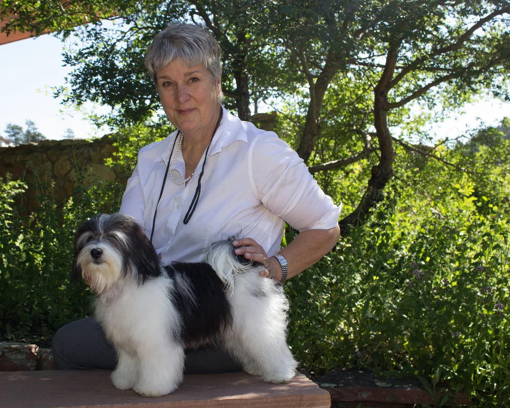 Adult Havanese
