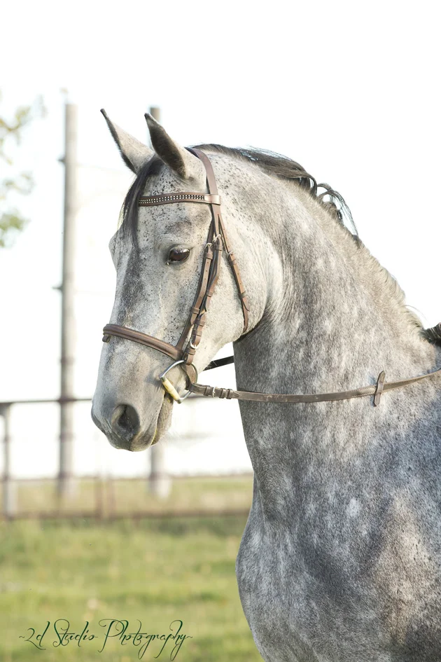 Personal Project - Equestrian Photography Session — 2D Studio Photography