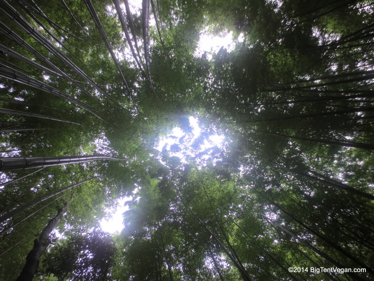 Shigetsu Restaurant inside Tenryuji Temple (Vegan in Kyoto, Japan ...