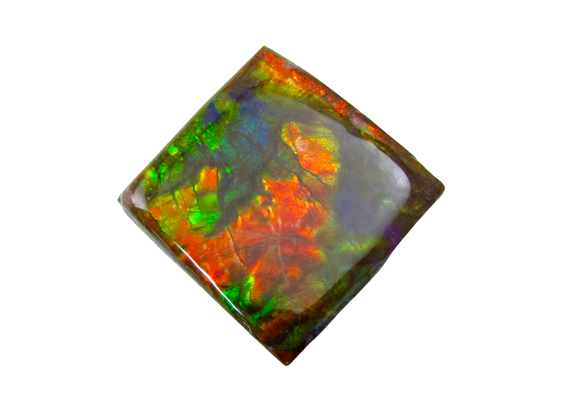 Shop — Ammolite Canada
