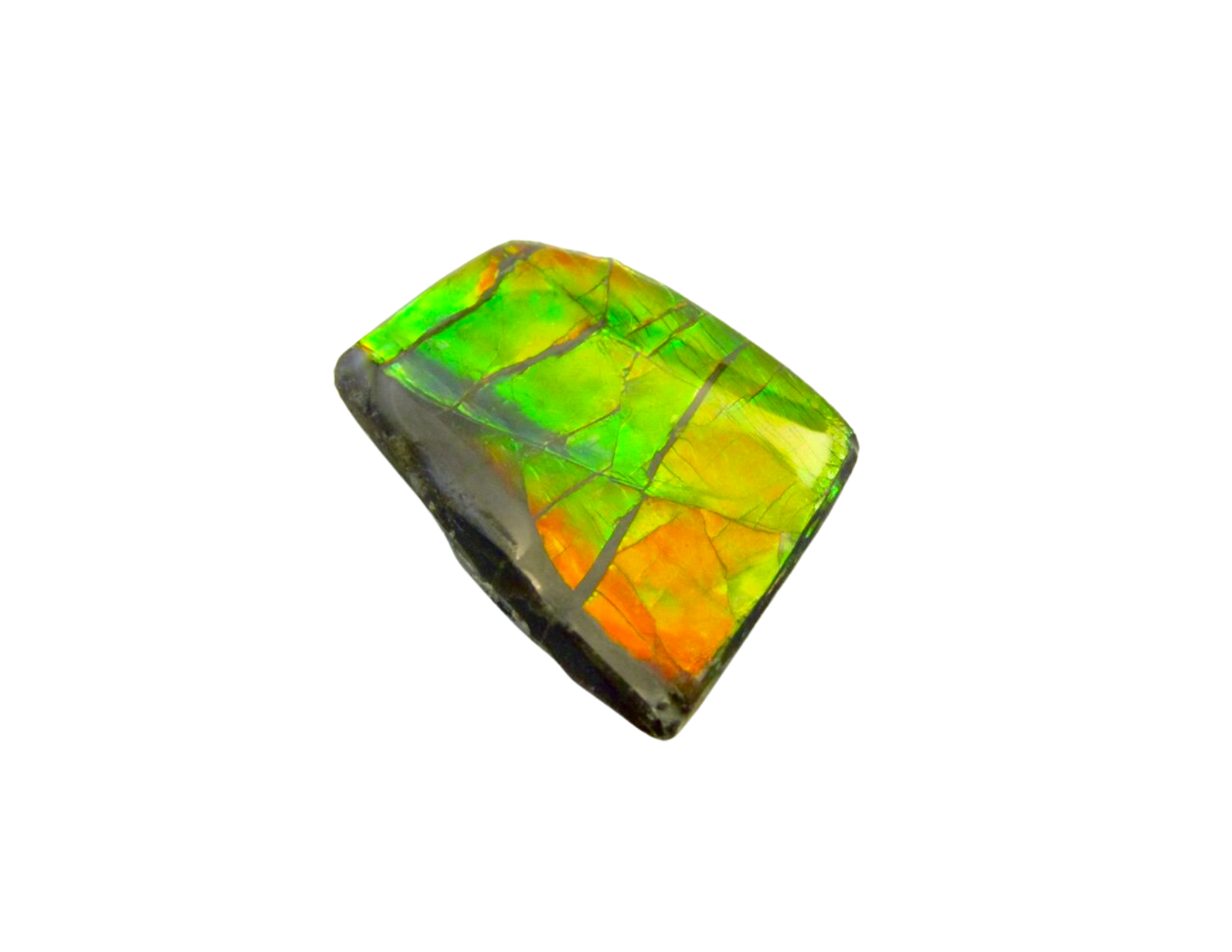 Shop — Ammolite Canada