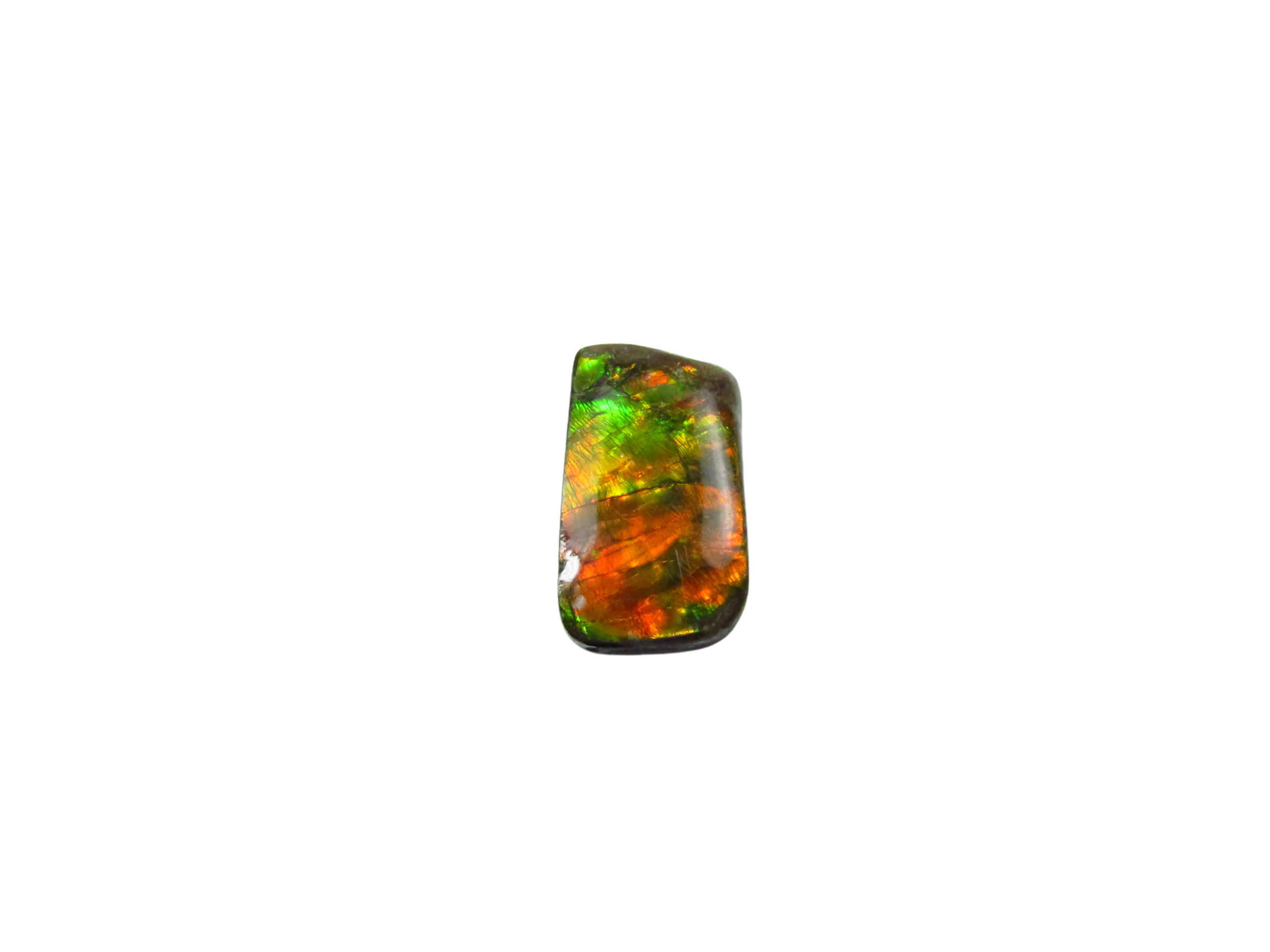 Shop — Ammolite Canada