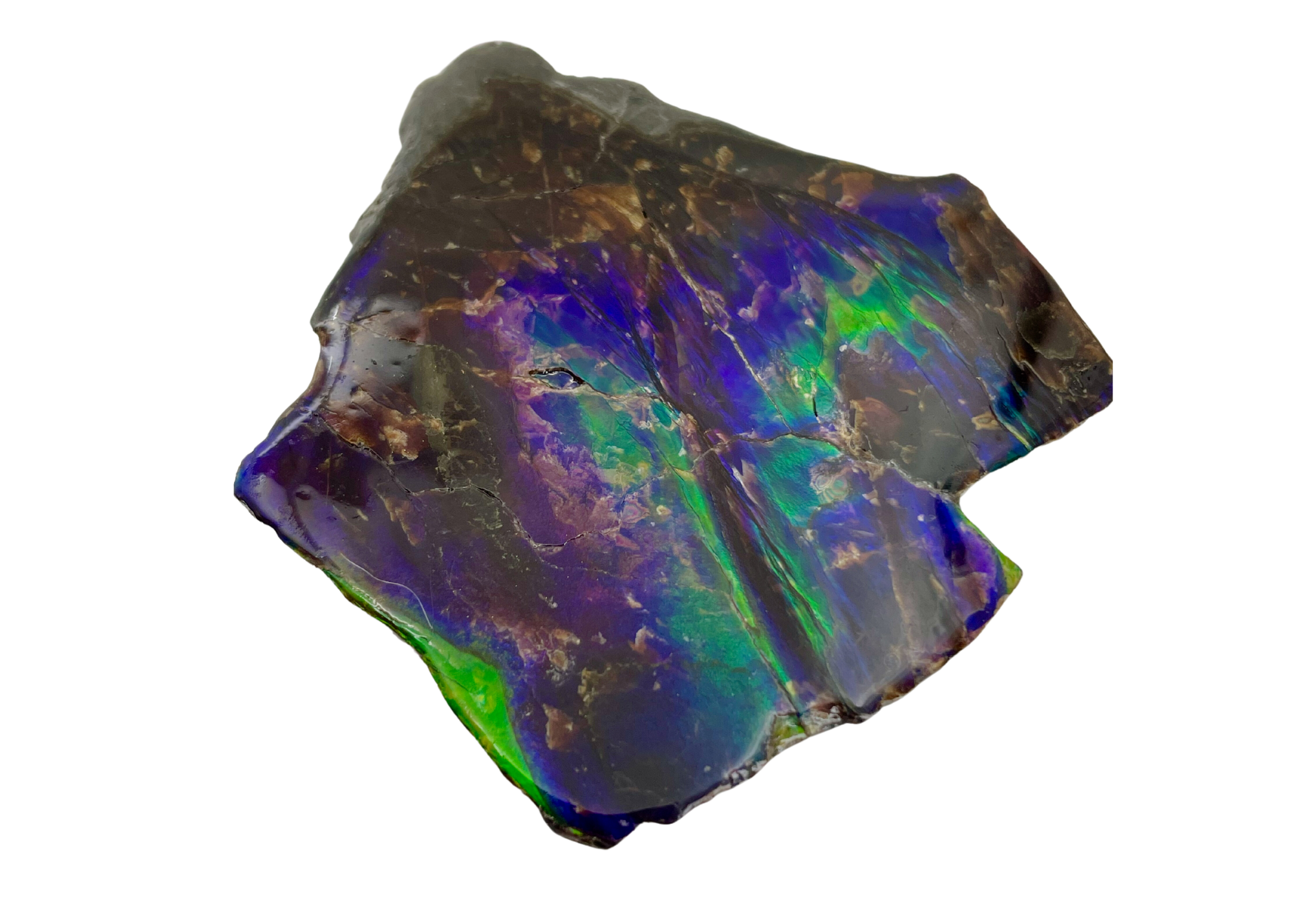 Shop — Ammolite Canada