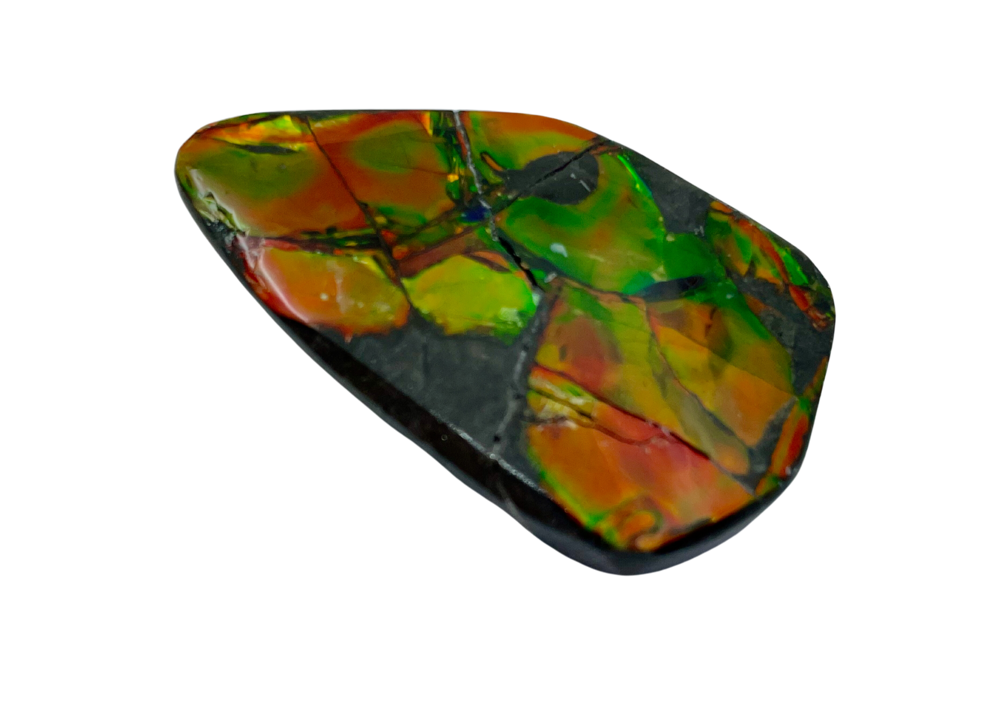 A Gem Grade Ammolite Gemstone Ammolite Canada Inc a-gem-grade-ammolite-gemstone-ammolite-canada-inc