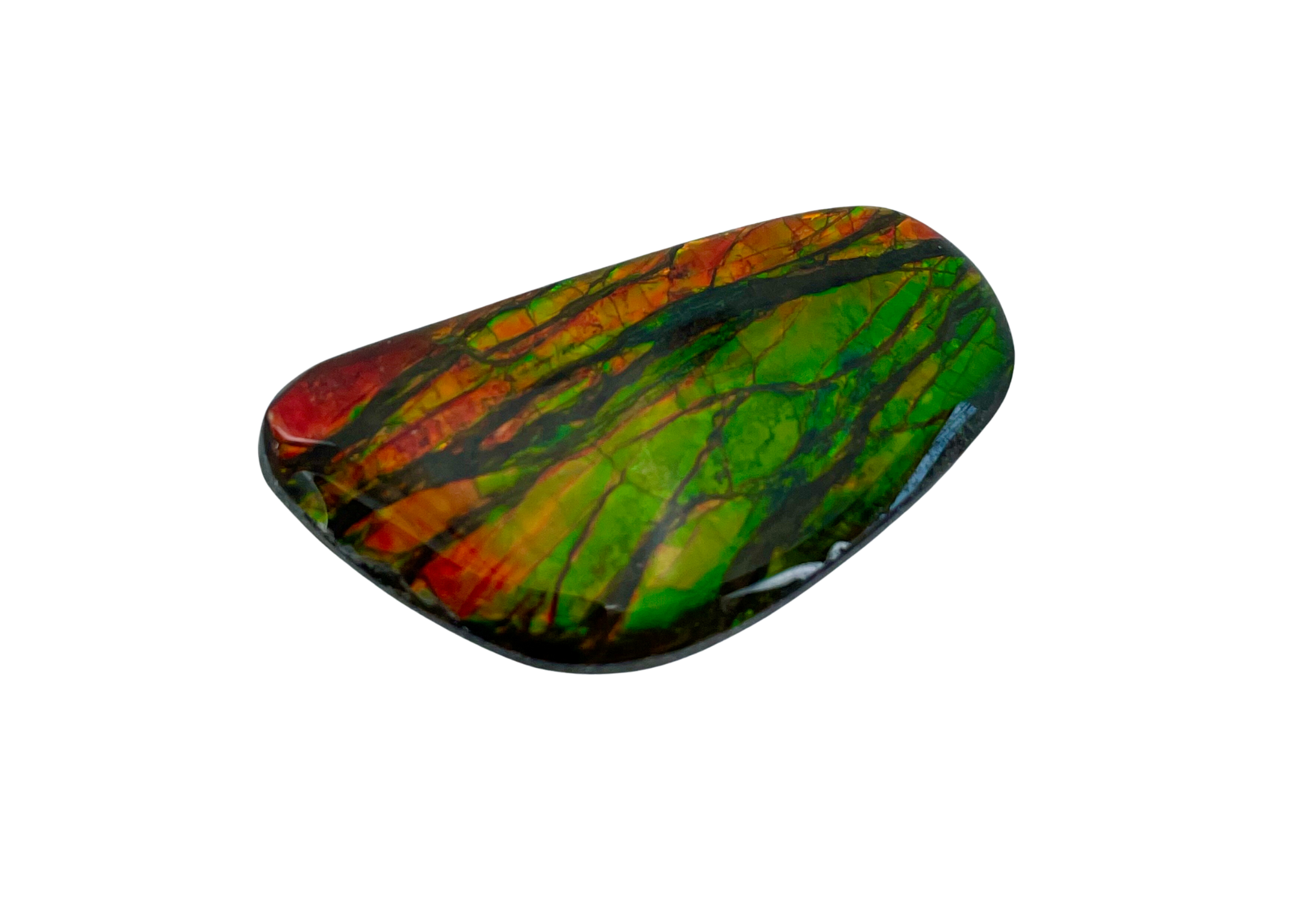Shop — Ammolite Canada